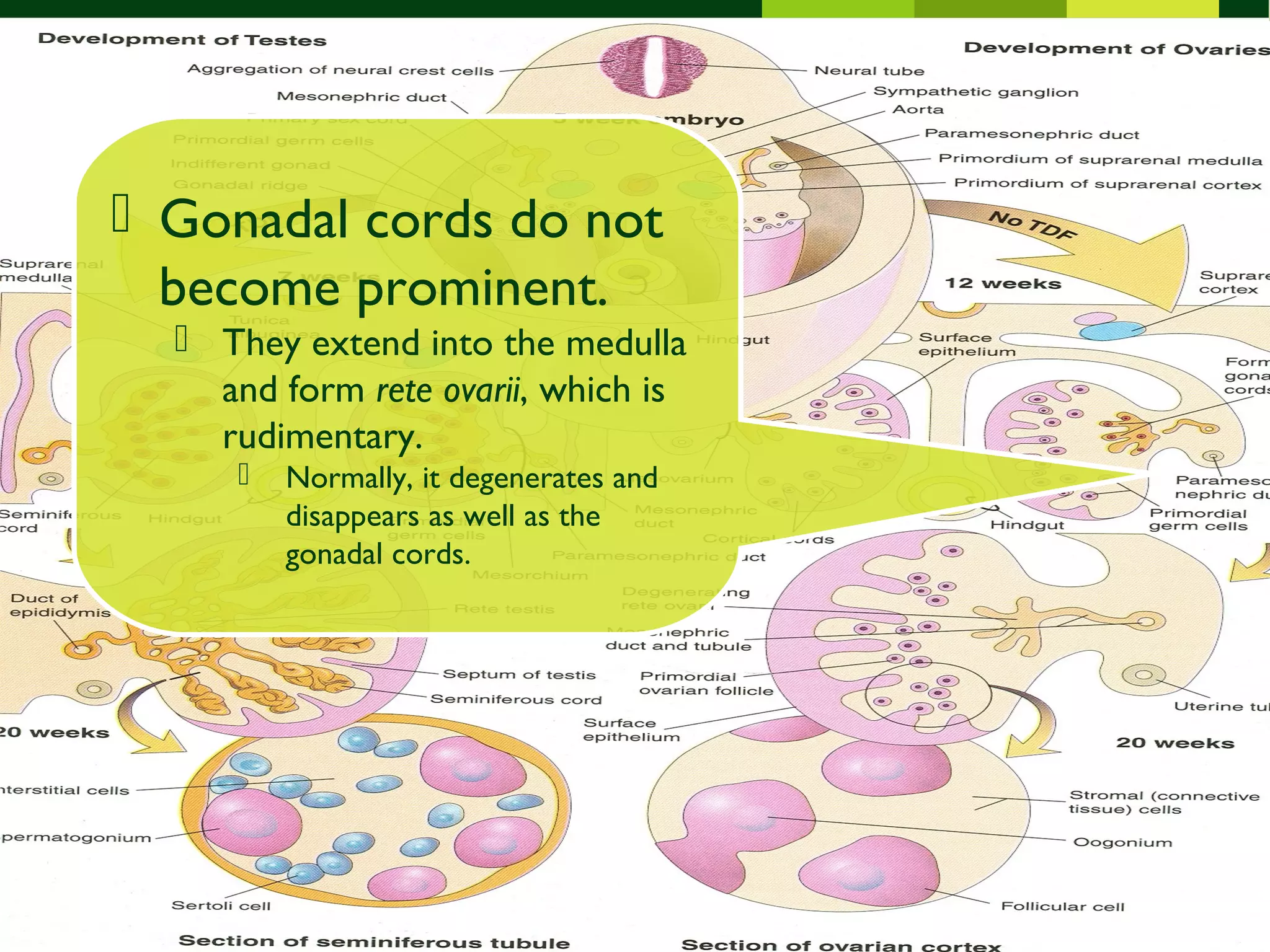Development of the female genital system | PPT