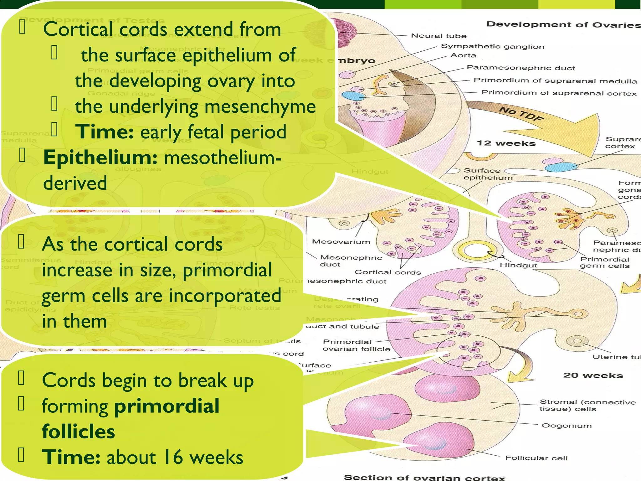Development of the female genital system | PPT