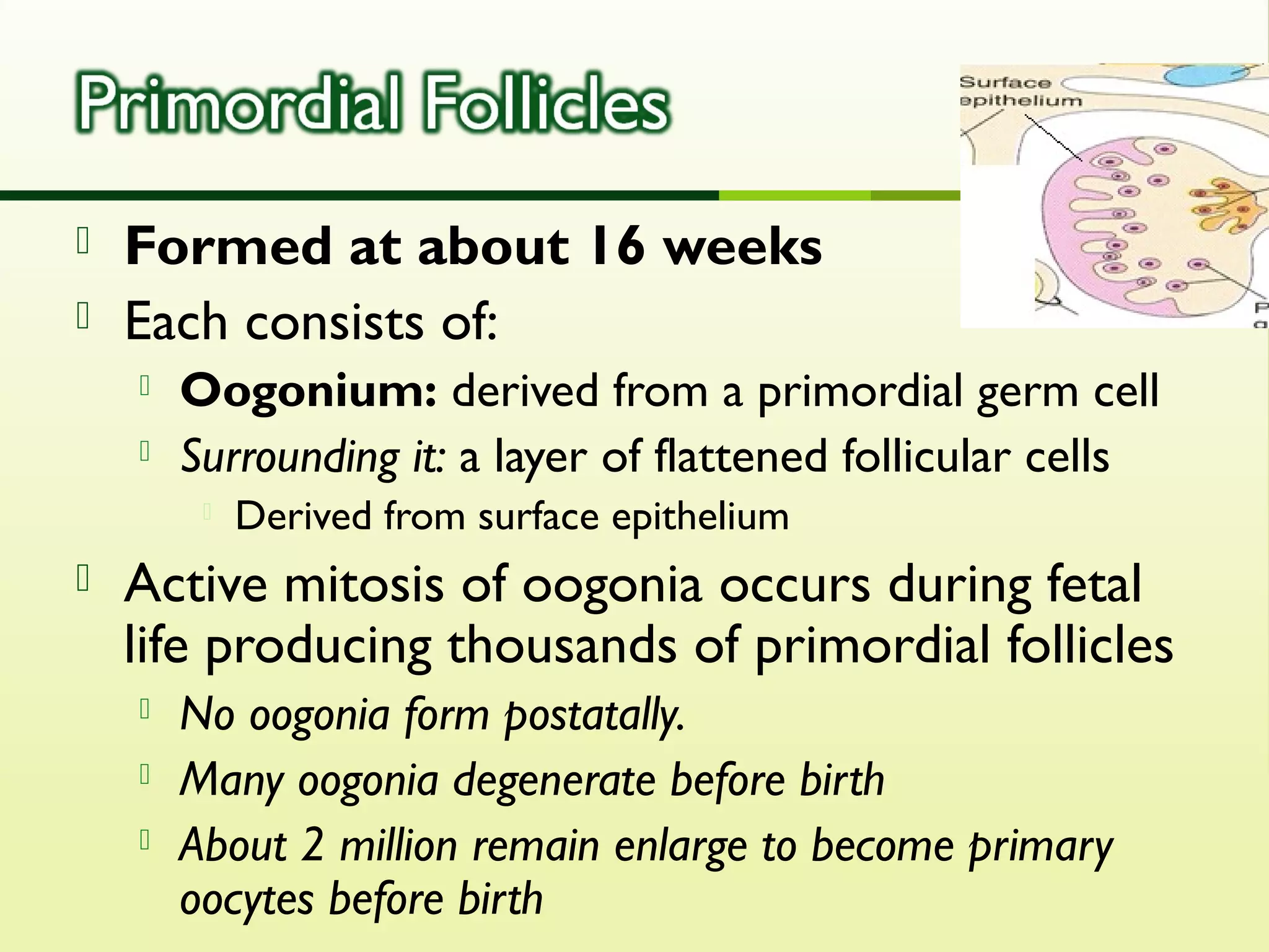 Development of the female genital system | PPT