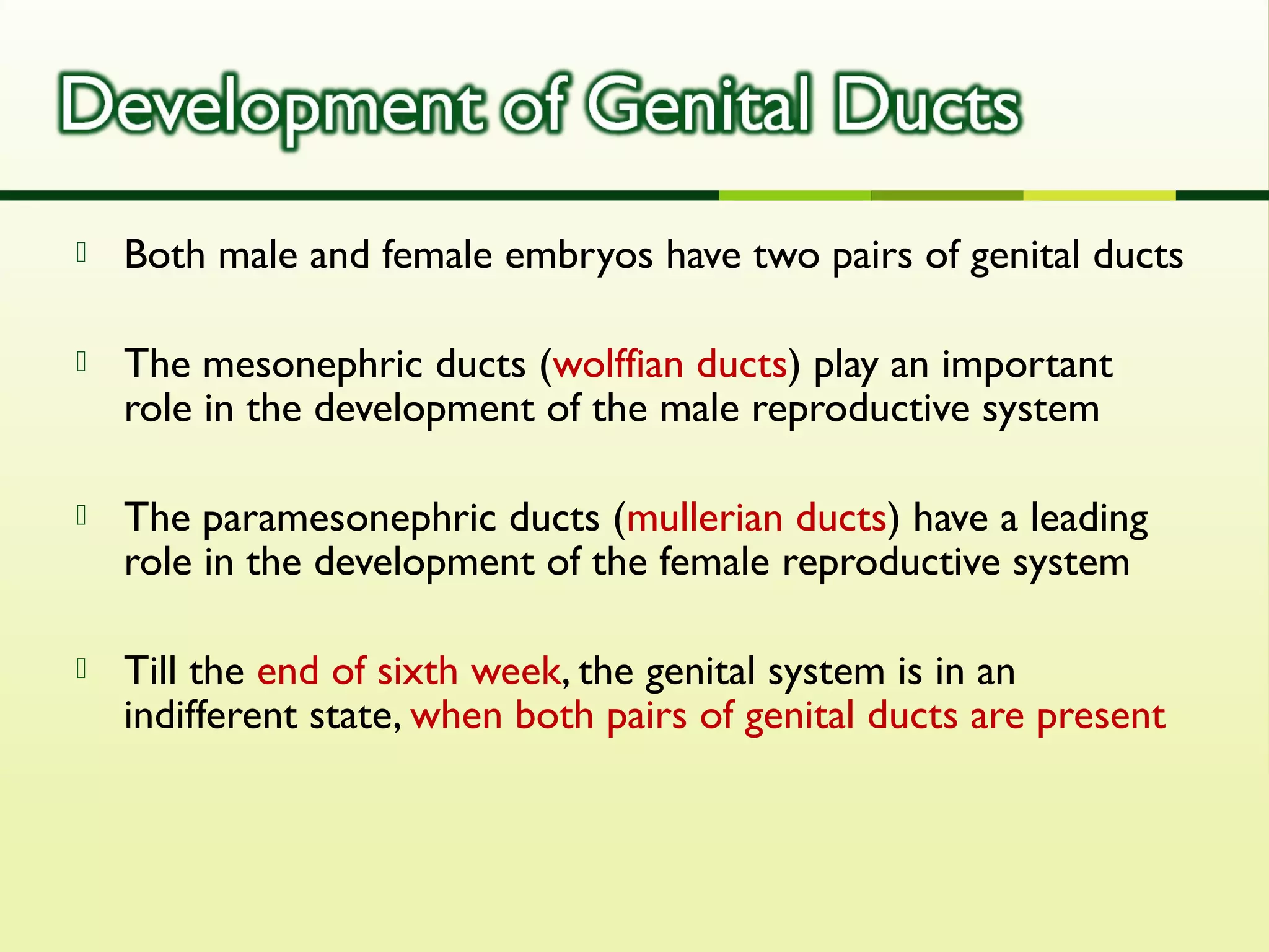 Development of the female genital system | PPT