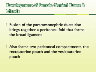Development of the female genital system | PPT