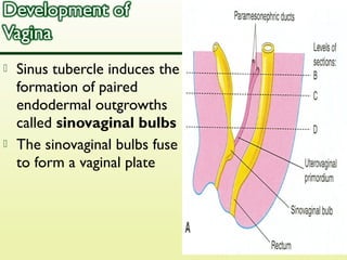 Development of the female genital system | PPT