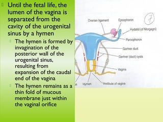 Development of the female genital system | PPT