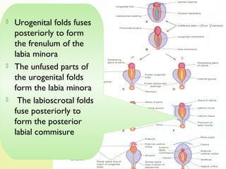 Development of the female genital system | PPT