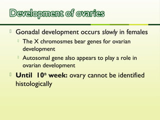 Development of the female genital system | PPT