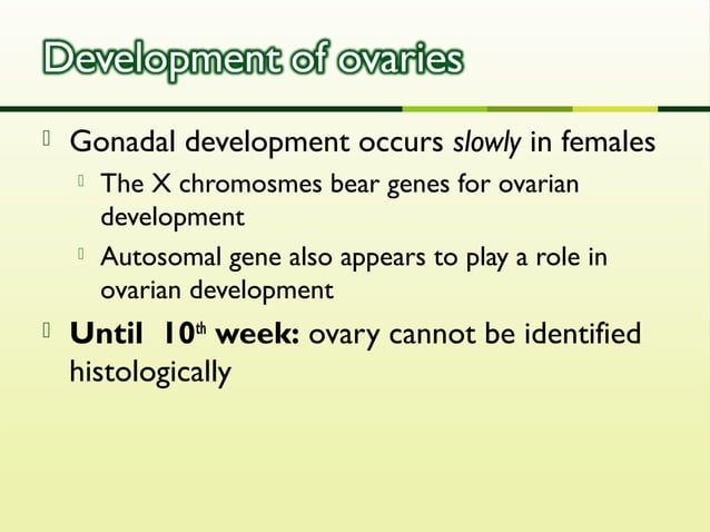 Development of the female genital system | PPT