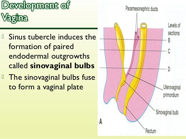 Development of the female genital system