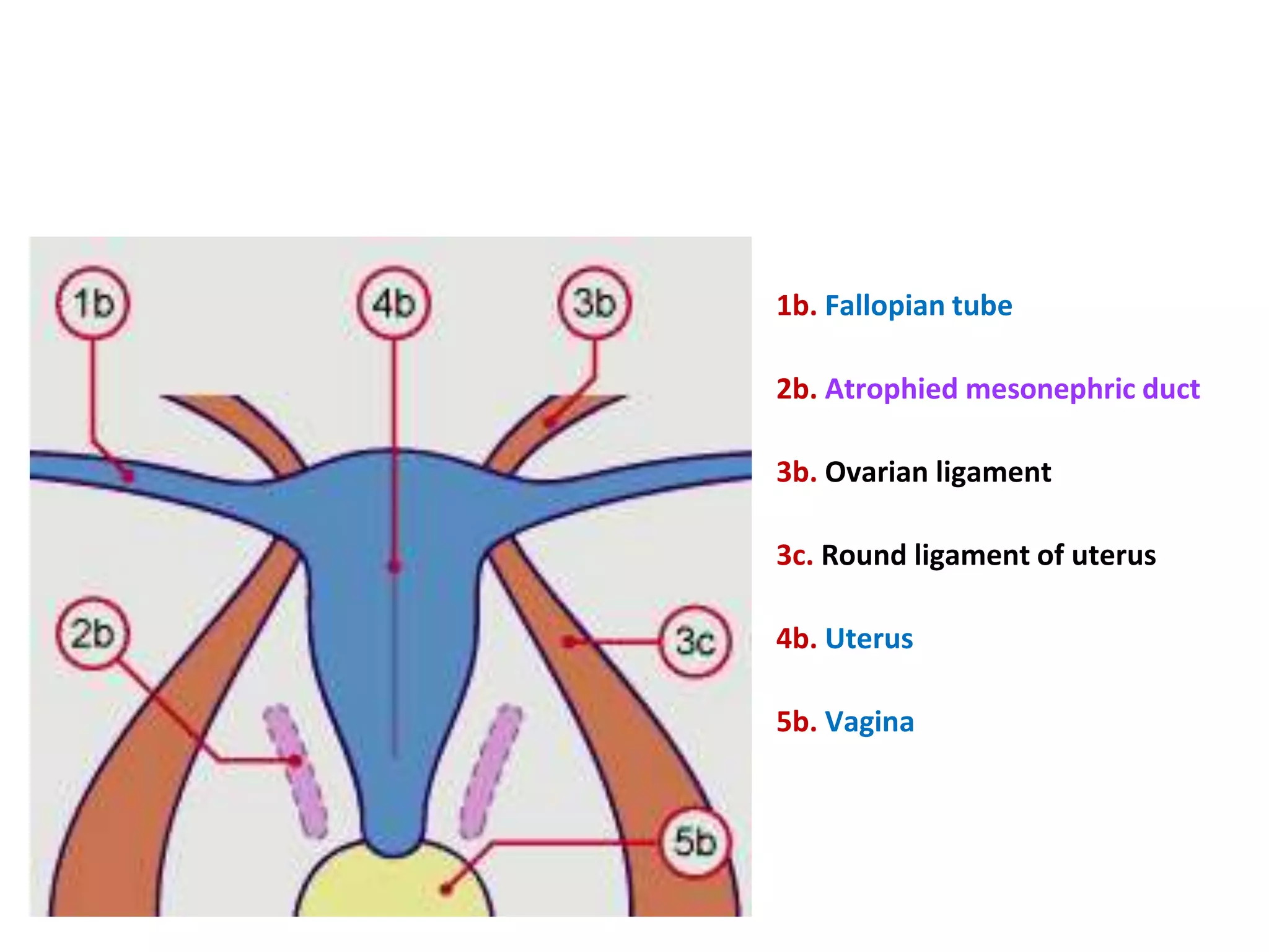 Development of the female reproductive system | PPTX