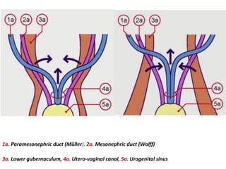 Development of the female reproductive system | PPTX