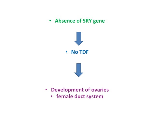 Development of the female reproductive system | PPTX