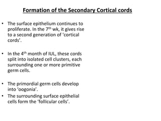 Development of the female reproductive system | PPTX