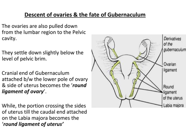 Development of the female reproductive system | PPTX