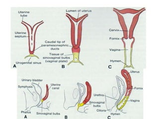 Female Development Anatomy
