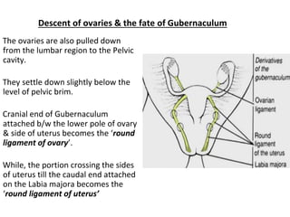 Gubernaculum Ovary