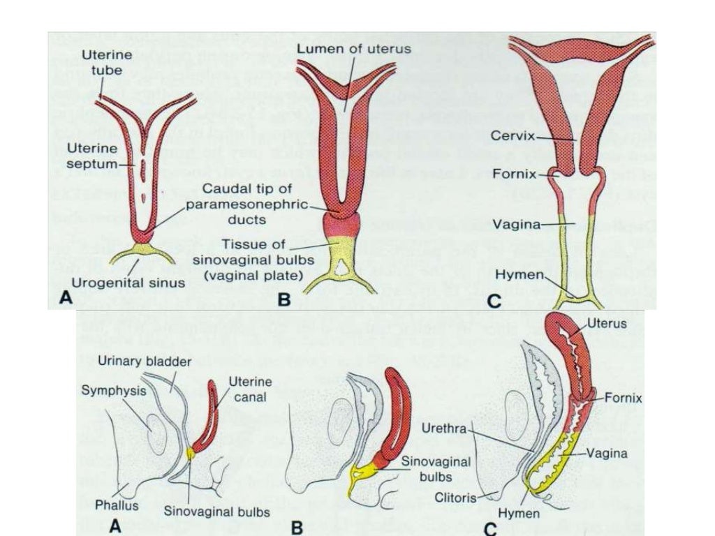 Development of the female reproductive system