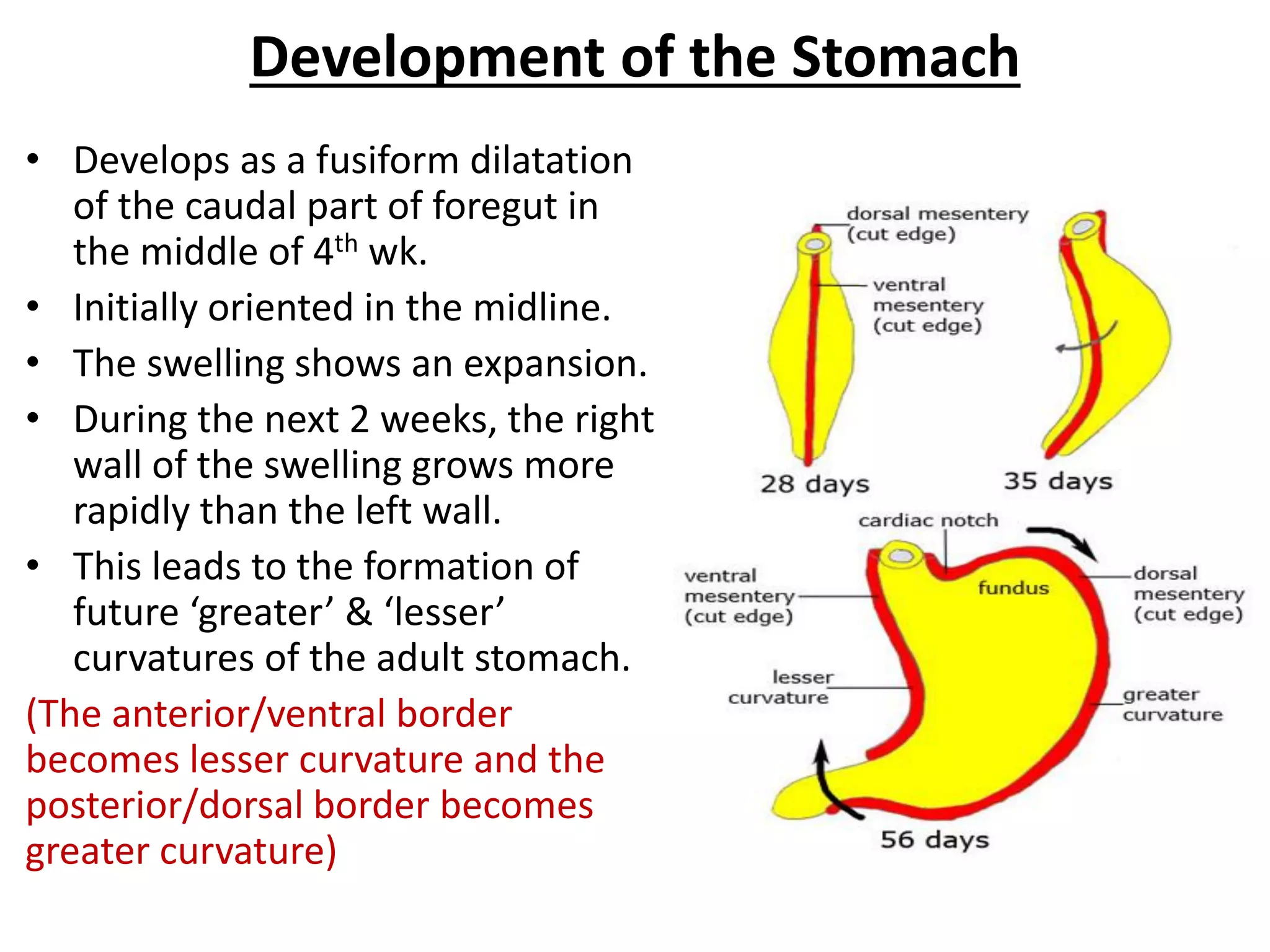Development of the foregut (esophagus and stomach | PDF