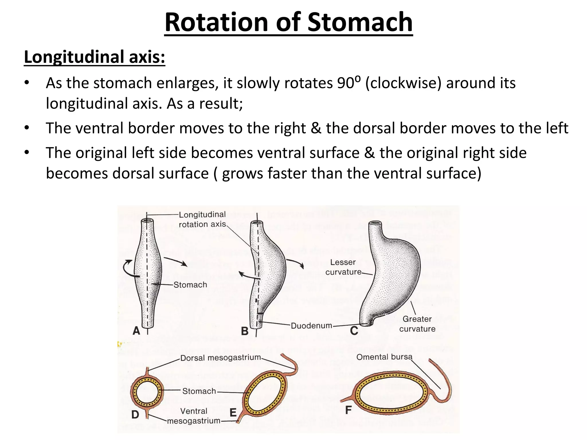 Development of the foregut (esophagus and stomach | PDF