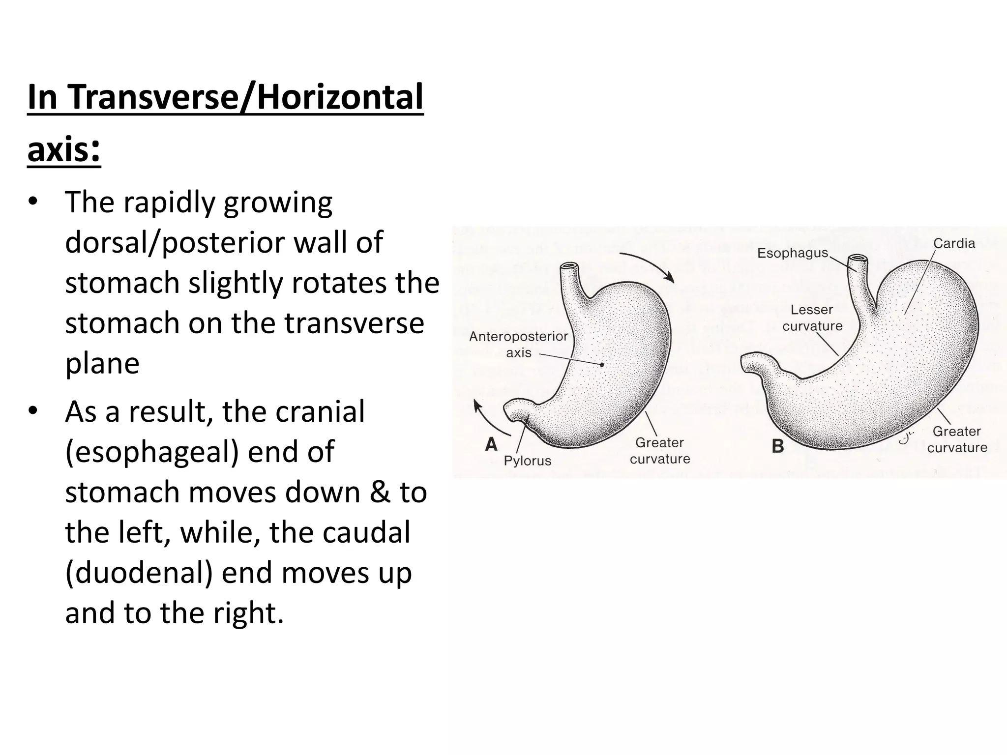 Development of the foregut (esophagus and stomach | PDF