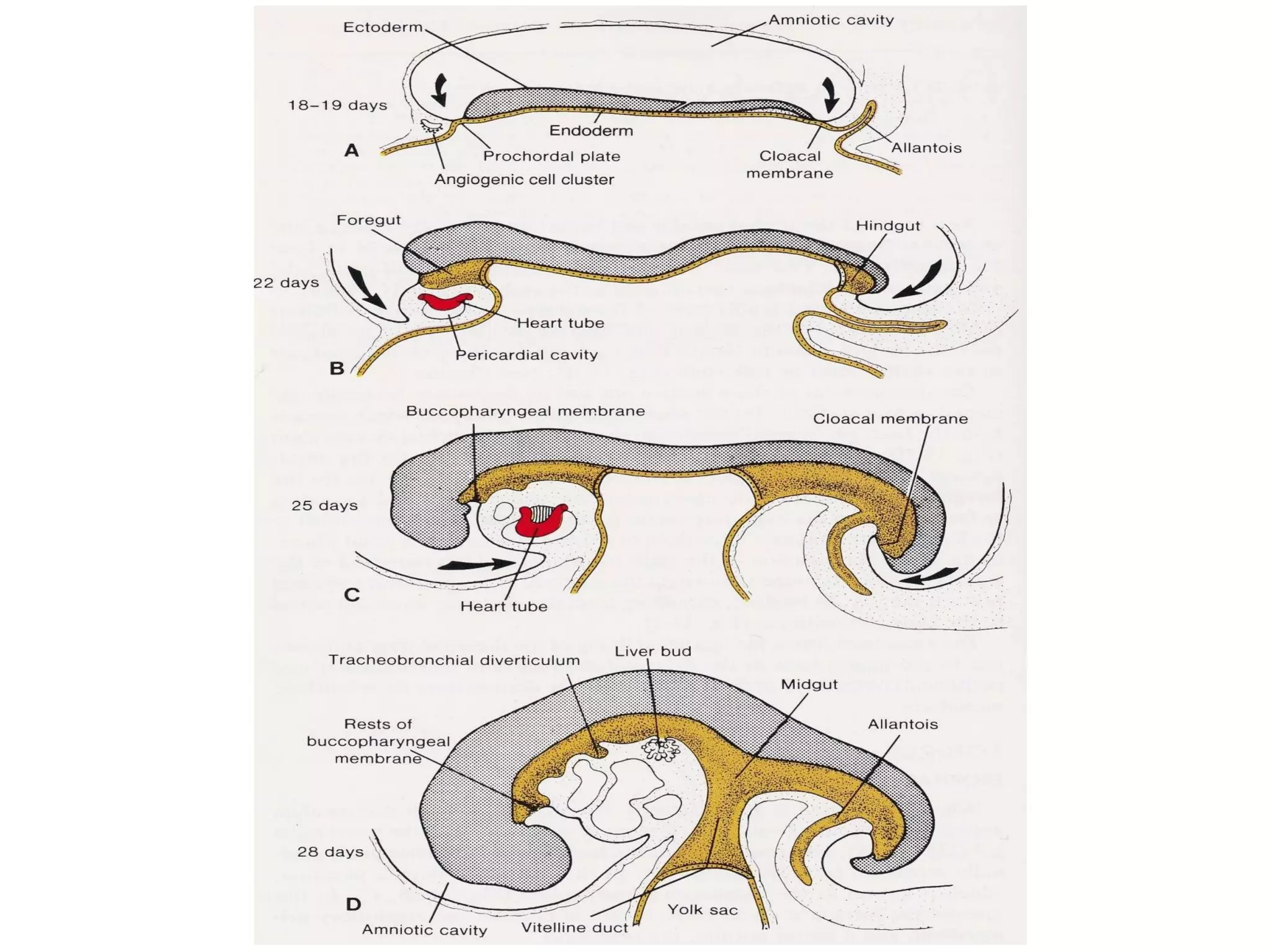 Development of the foregut (esophagus and stomach | PDF