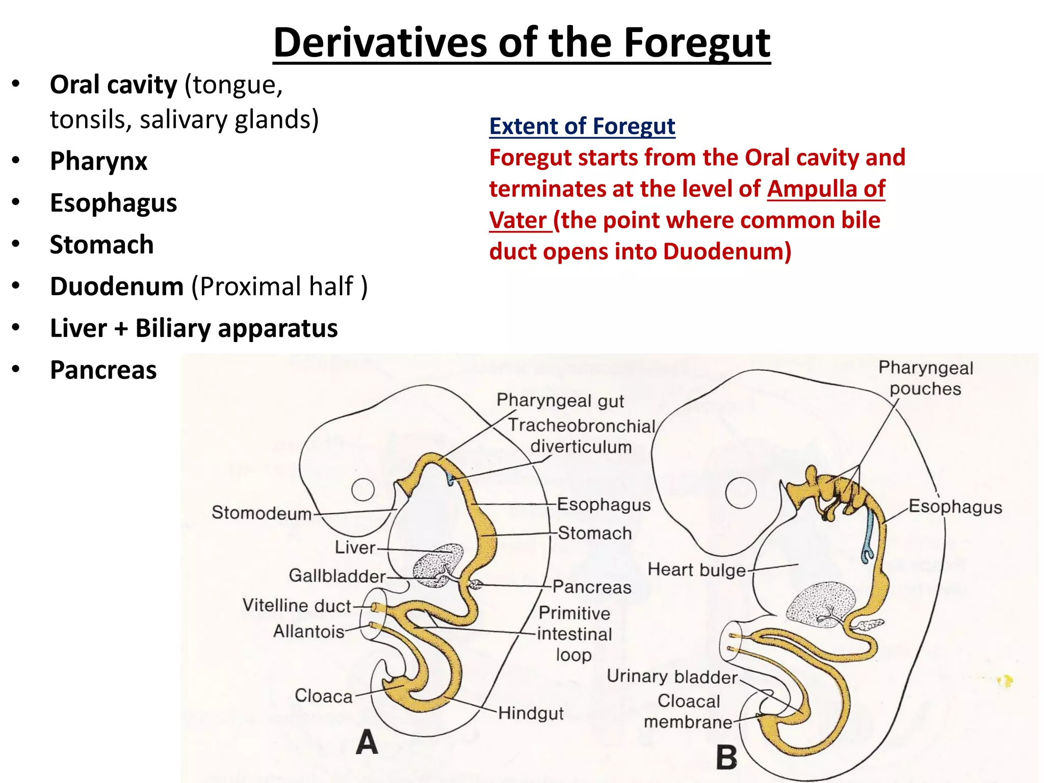 Development of the foregut (esophagus and stomach | PDF