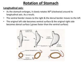 Development of the foregut (esophagus and stomach | PDF
