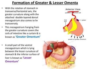 Development of the foregut (esophagus and stomach | PDF
