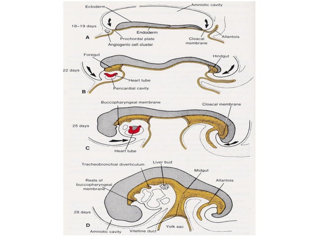 Development of the foregut (esophagus and stomach | PDF | Pregnancy ...
