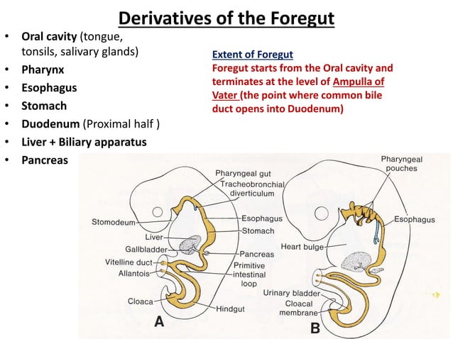 Development of the foregut (esophagus and stomach | PDF | Pregnancy ...