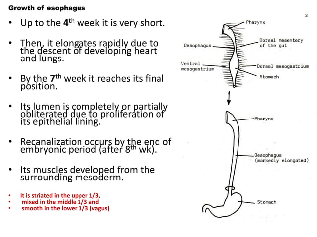 Development of the foregut (esophagus and stomach | PDF | Pregnancy ...