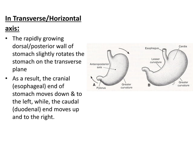 Development Of The Foregut Esophagus And Stomach Ppt