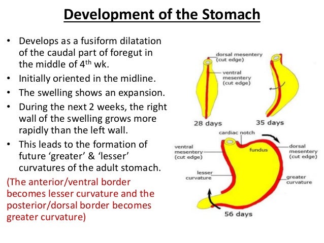Development Of The Foregut Esophagus And Stomach