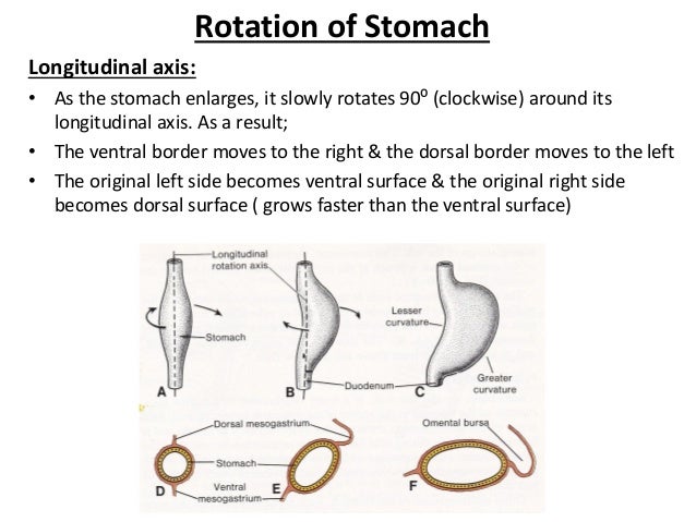 Development Of The Foregut Esophagus And Stomach