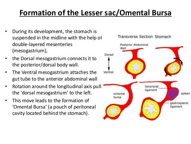 Development Of The Foregut Esophagus And Stomach