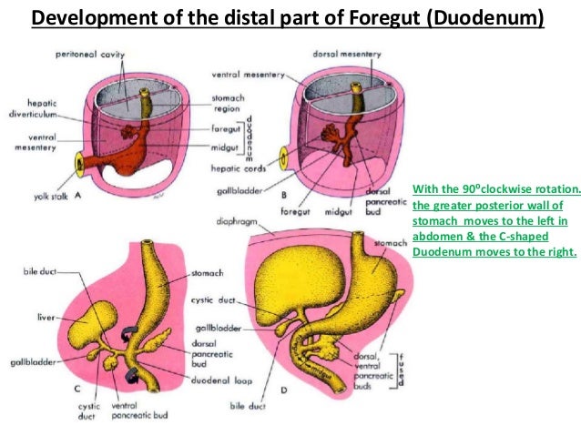 Development of the foregut (esophagus and stomach