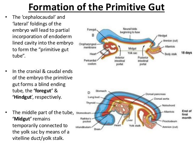 Development of the foregut (esophagus and stomach