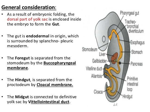 Development of the foregut (esophagus and stomach