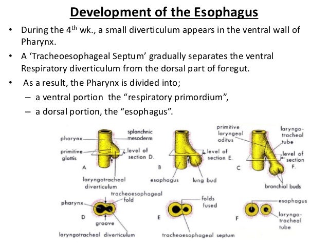 Development of the foregut (esophagus and stomach