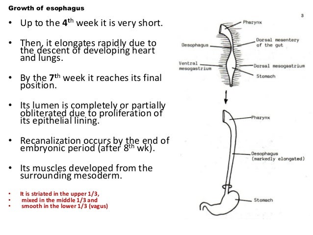 Development of the foregut (esophagus and stomach