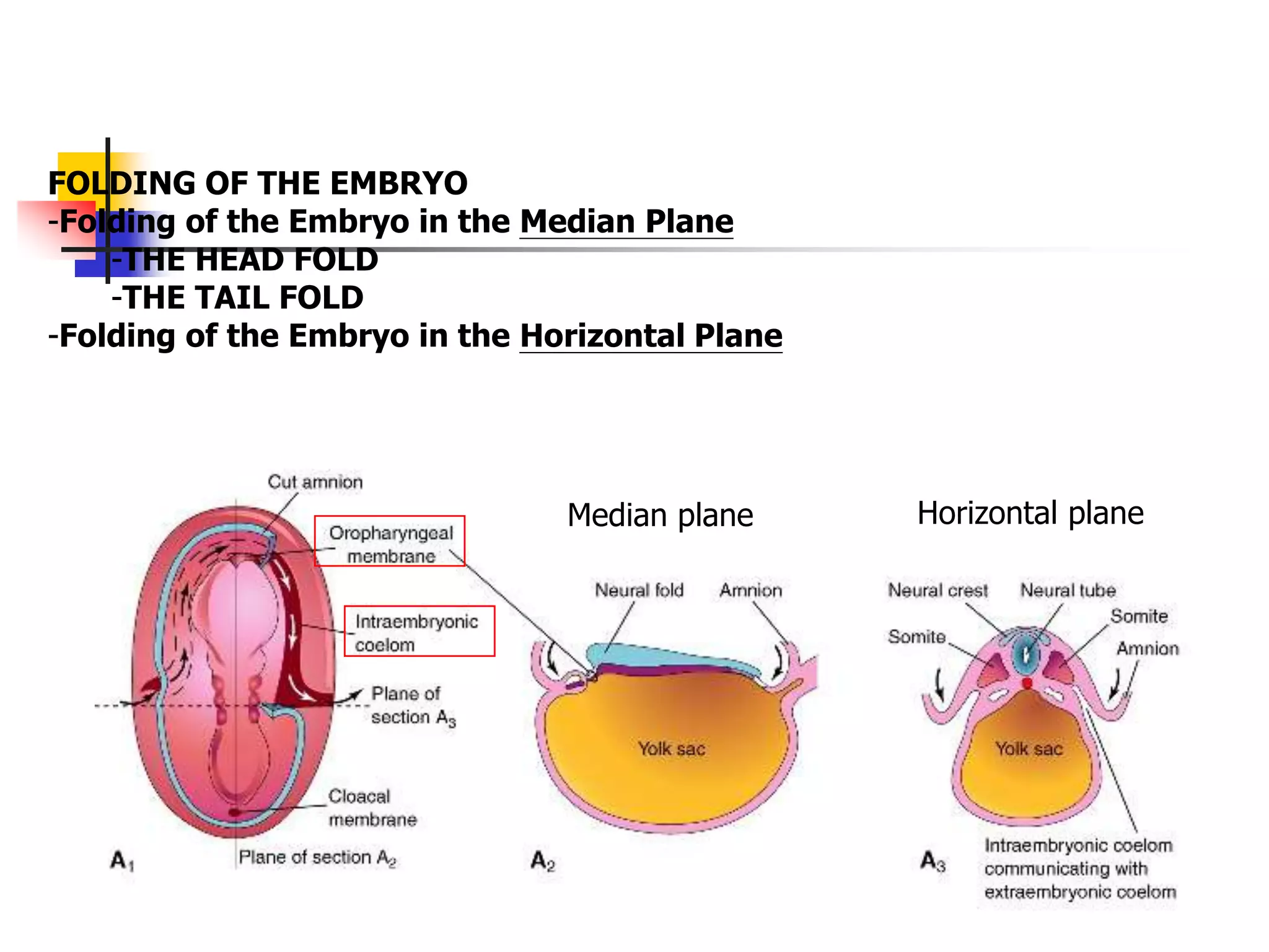 Development of the general body form.ppt