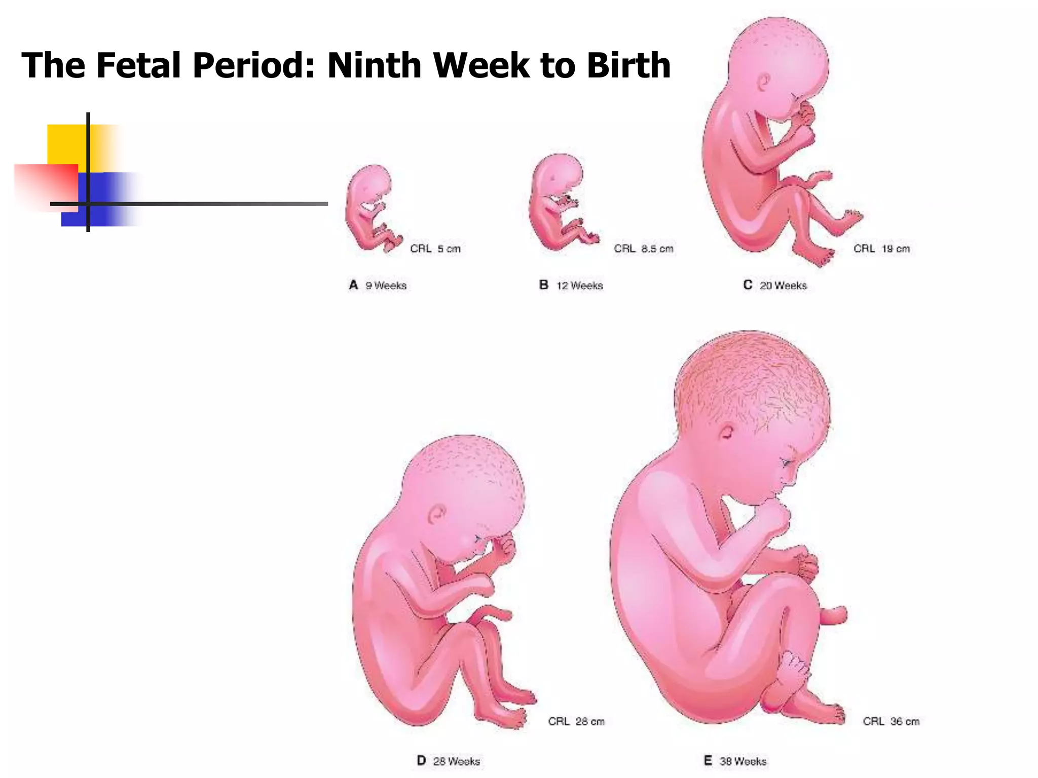 Development of the general body form.ppt
