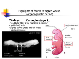 Development of the general body form.ppt