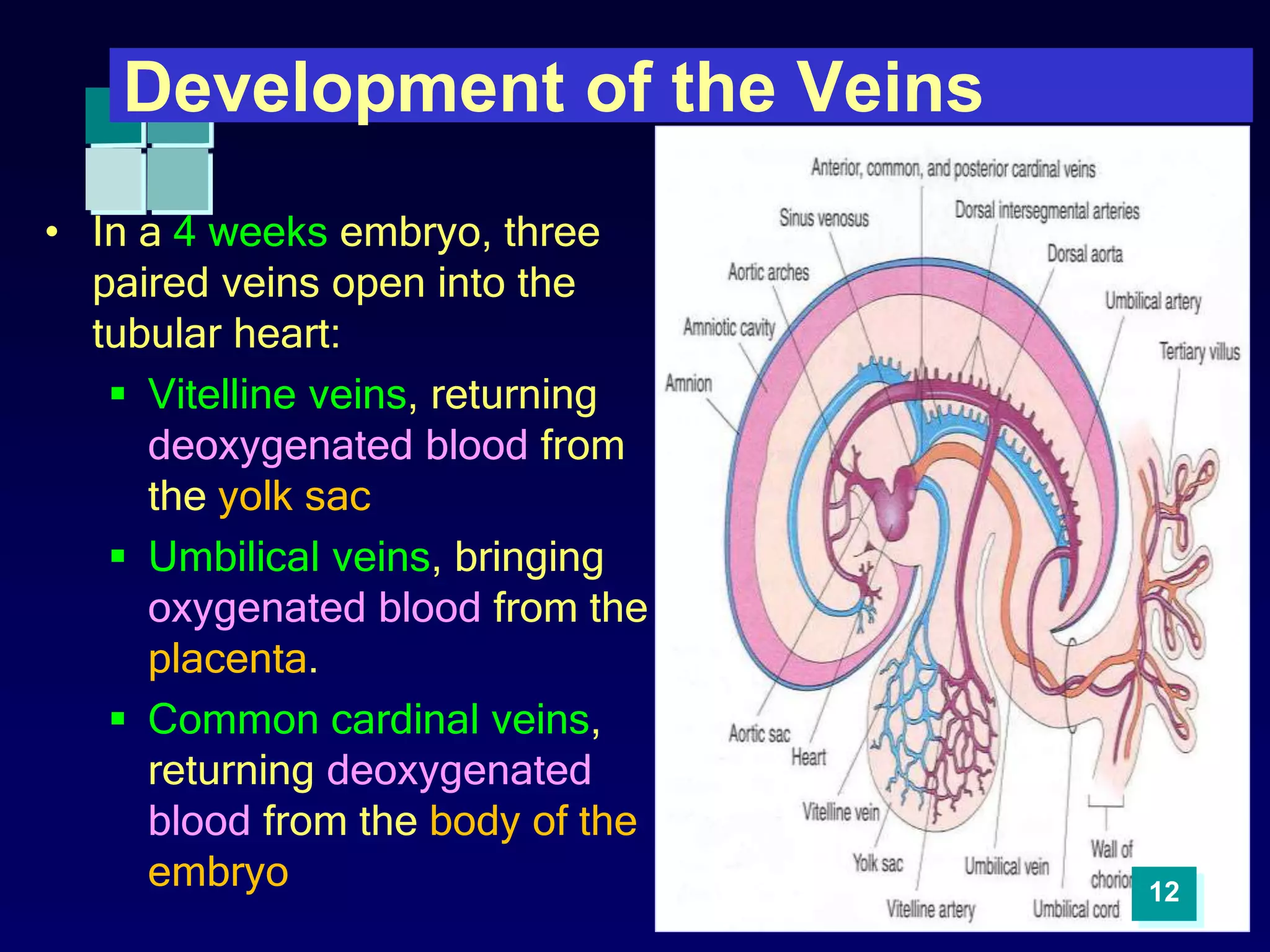 Development of the Great Vessels & Fetal Circulation.pptx