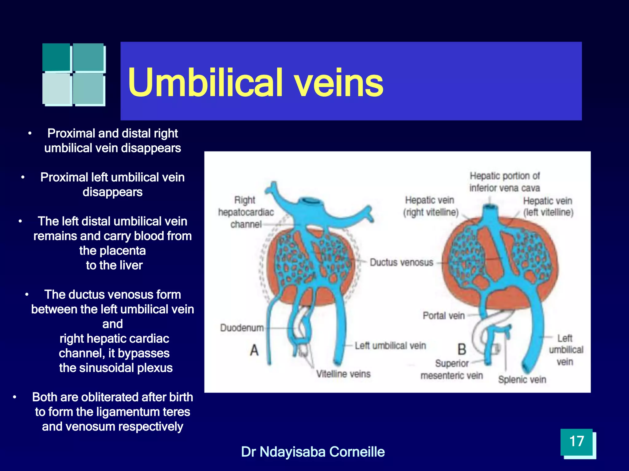 Development of the Great Vessels & Fetal Circulation.pptx