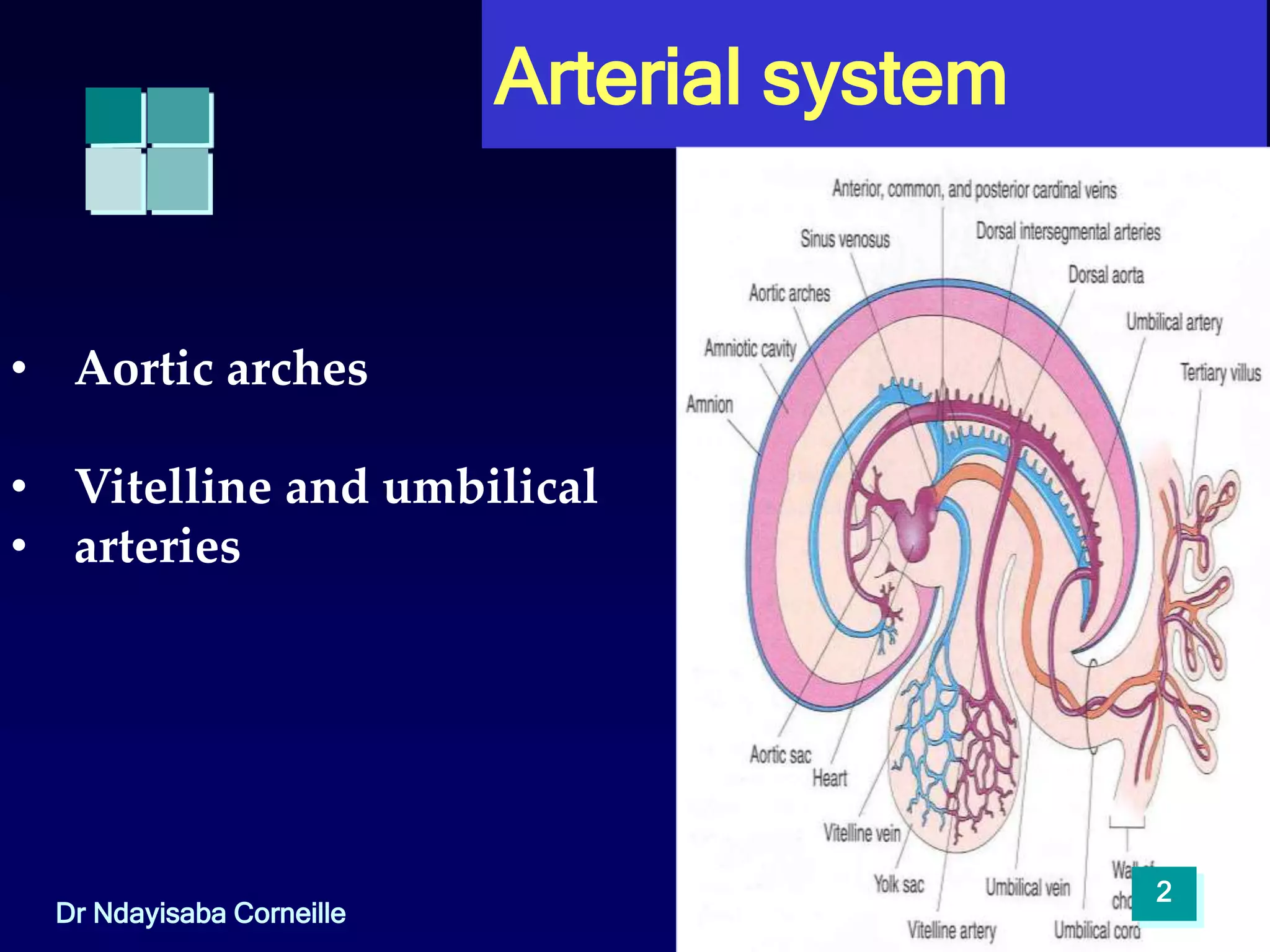 Development of the Great Vessels & Fetal Circulation.pptx
