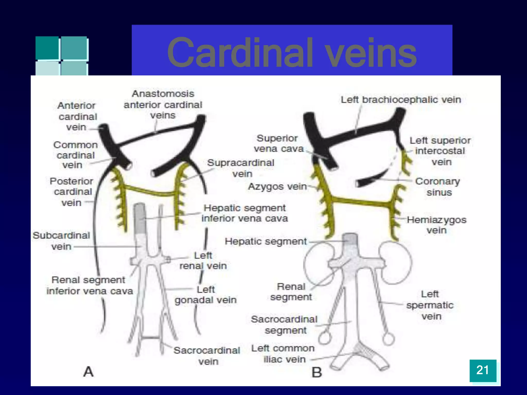 Development of the Great Vessels & Fetal Circulation.pptx