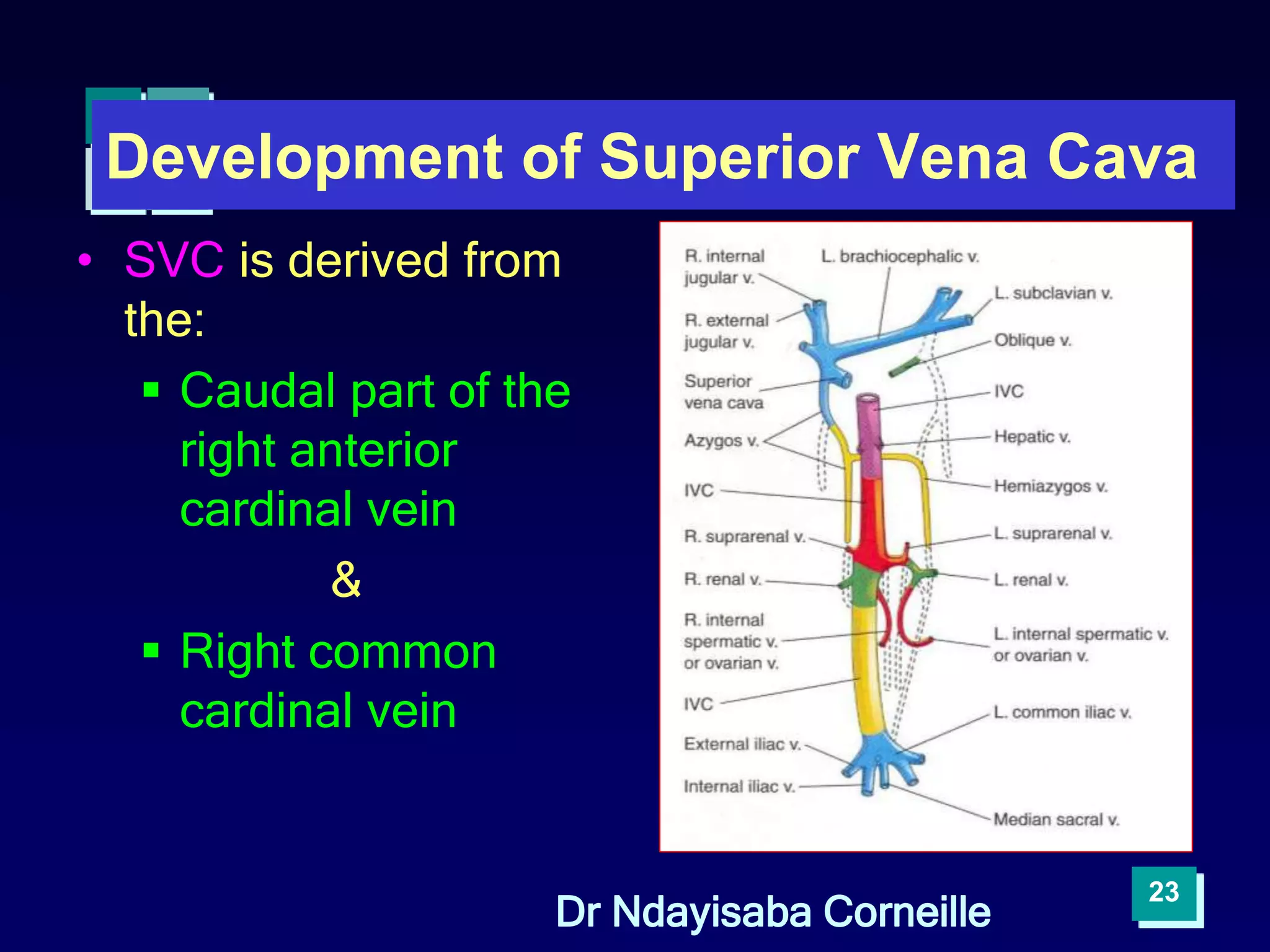 Development of the Great Vessels & Fetal Circulation.pptx
