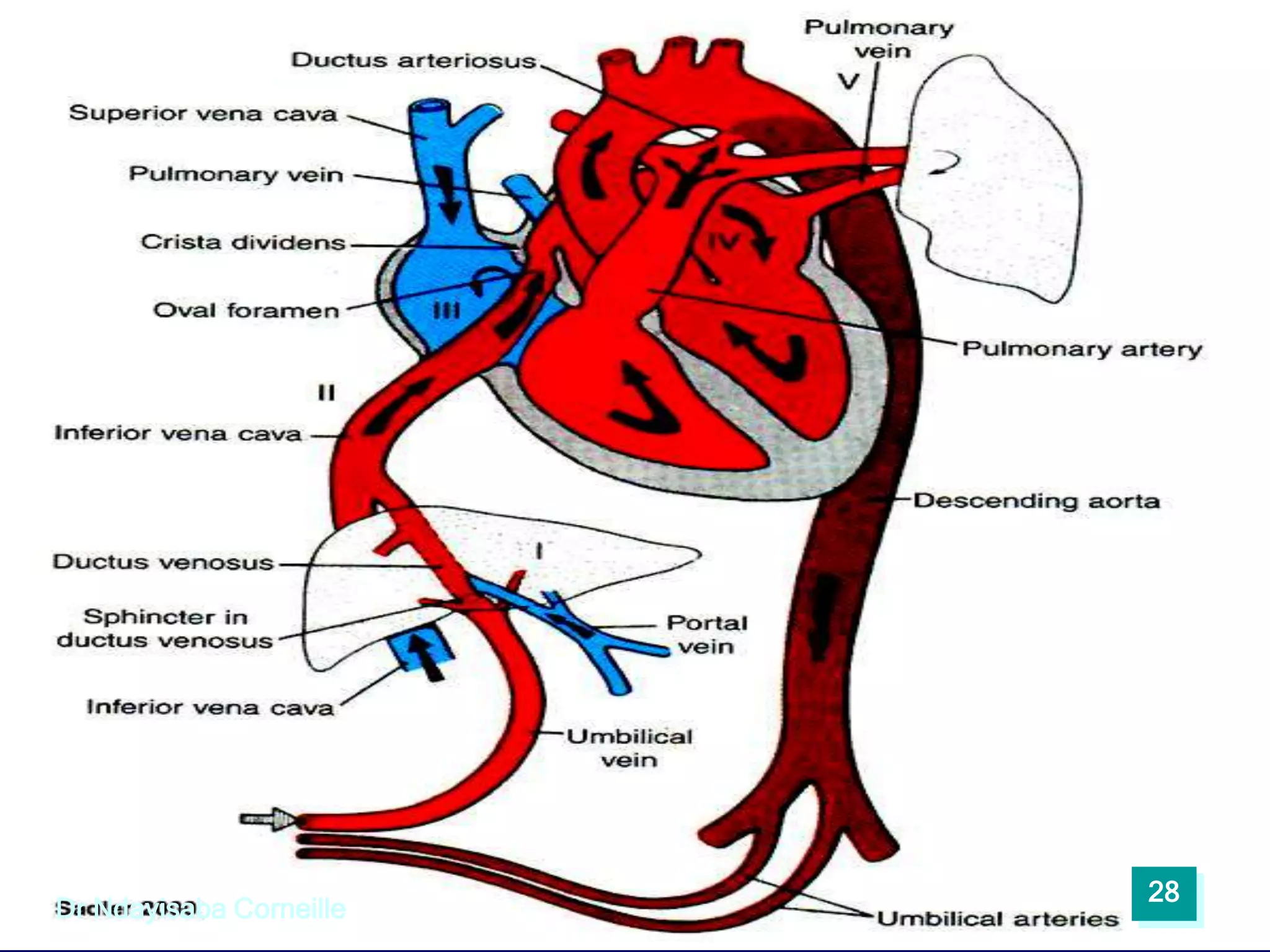 Development of the Great Vessels & Fetal Circulation.pptx