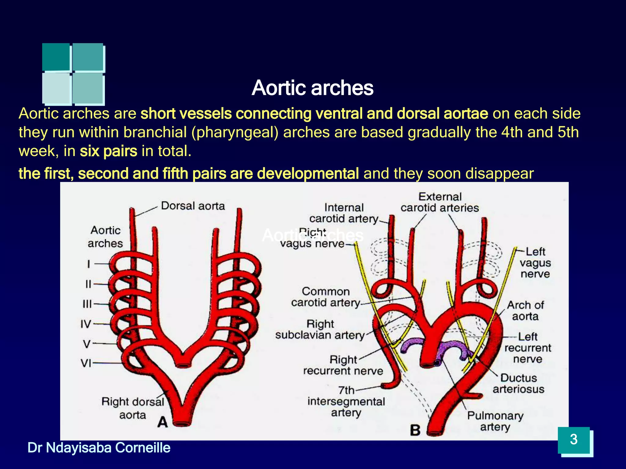 Development of the Great Vessels & Fetal Circulation.pptx