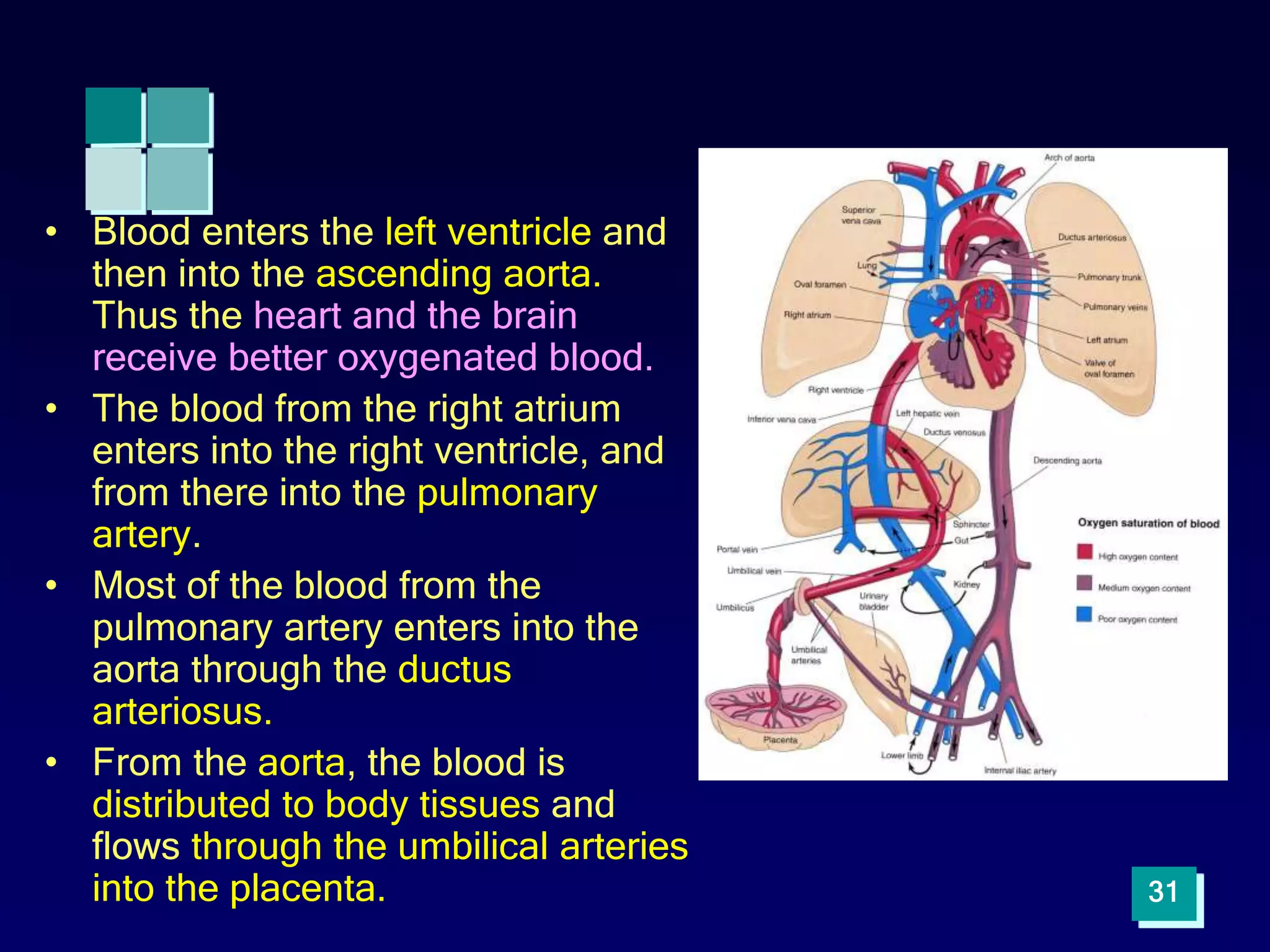 Development of the Great Vessels & Fetal Circulation.pptx