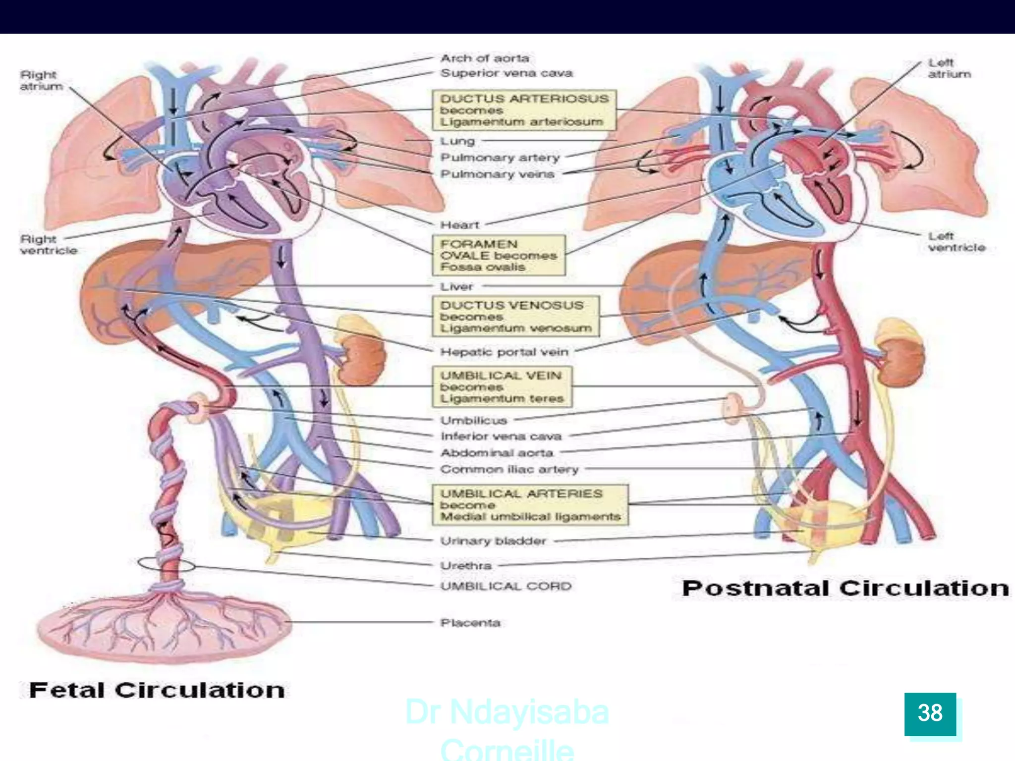Development of the Great Vessels & Fetal Circulation.pptx